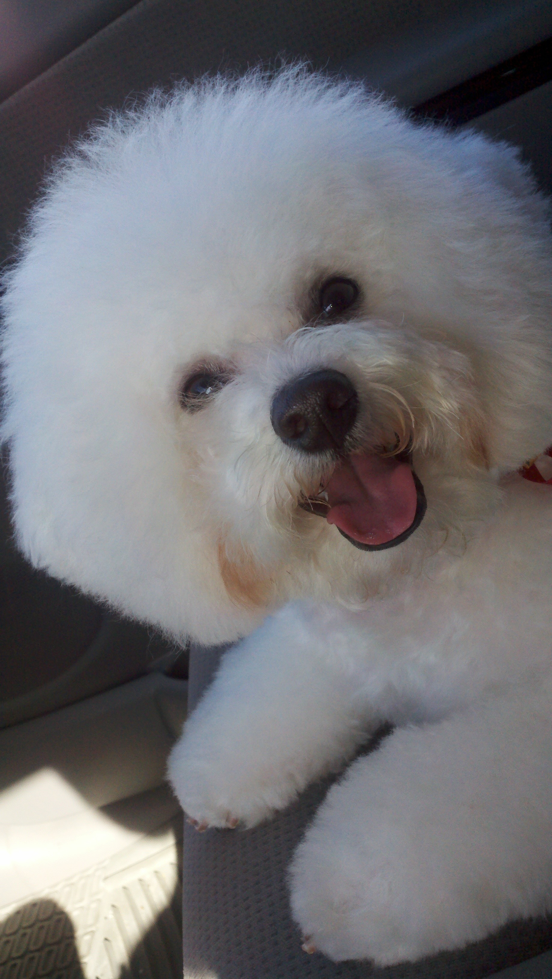 D is for Dogs: Indulging My Little One! - The Primlani Kitchen aka ...