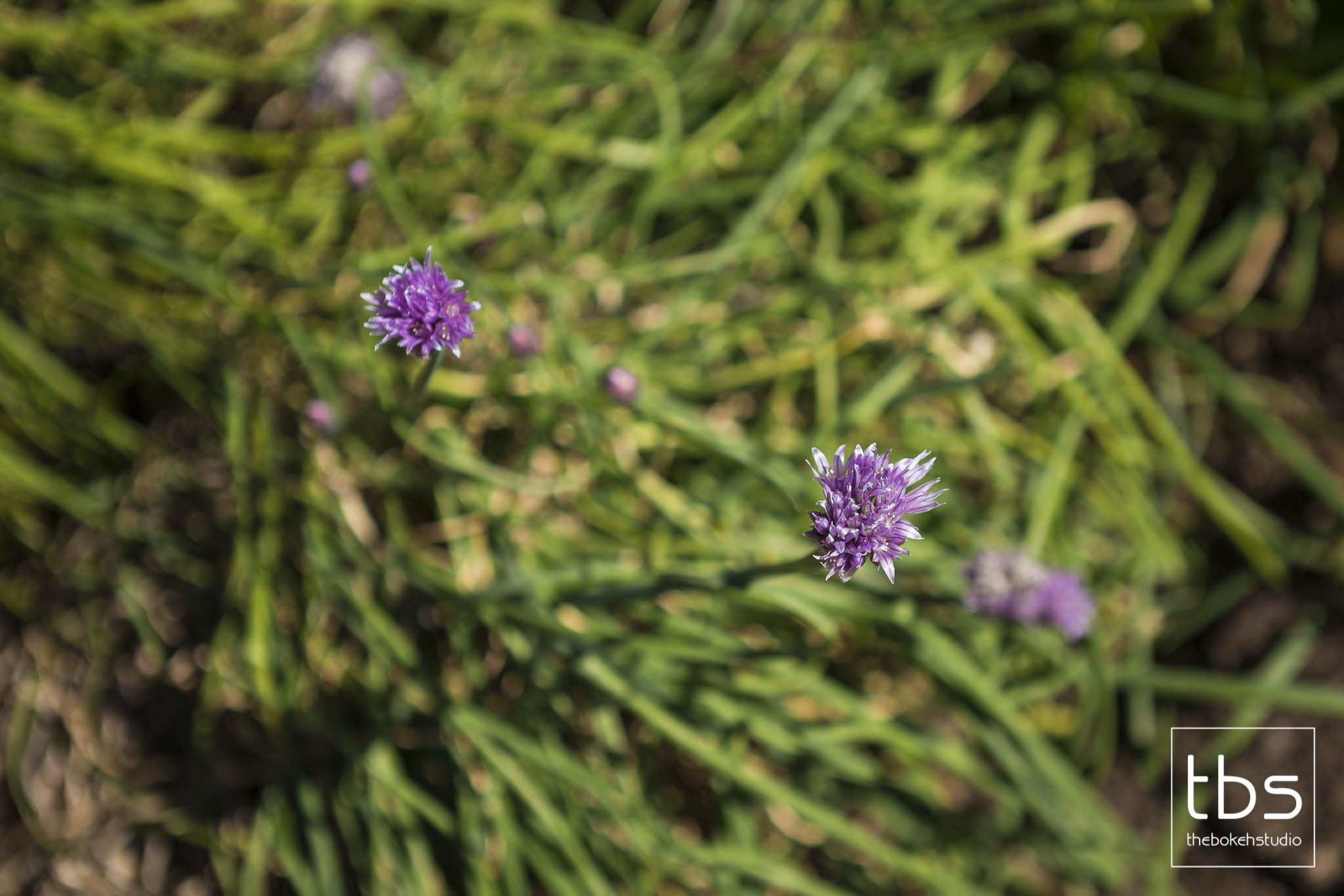 PRIMO: An Exhilarating Farm to Table Experience at @JW_Orlando # ...