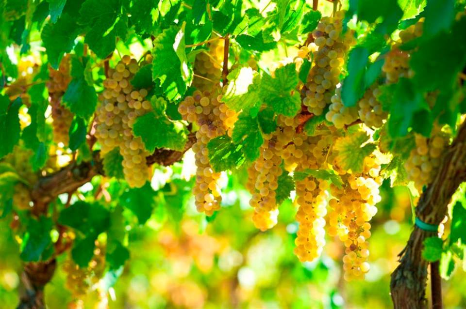 The Apennines to Adriatic Sea Meet Italy’s Royal Grape: Verdicchio ...